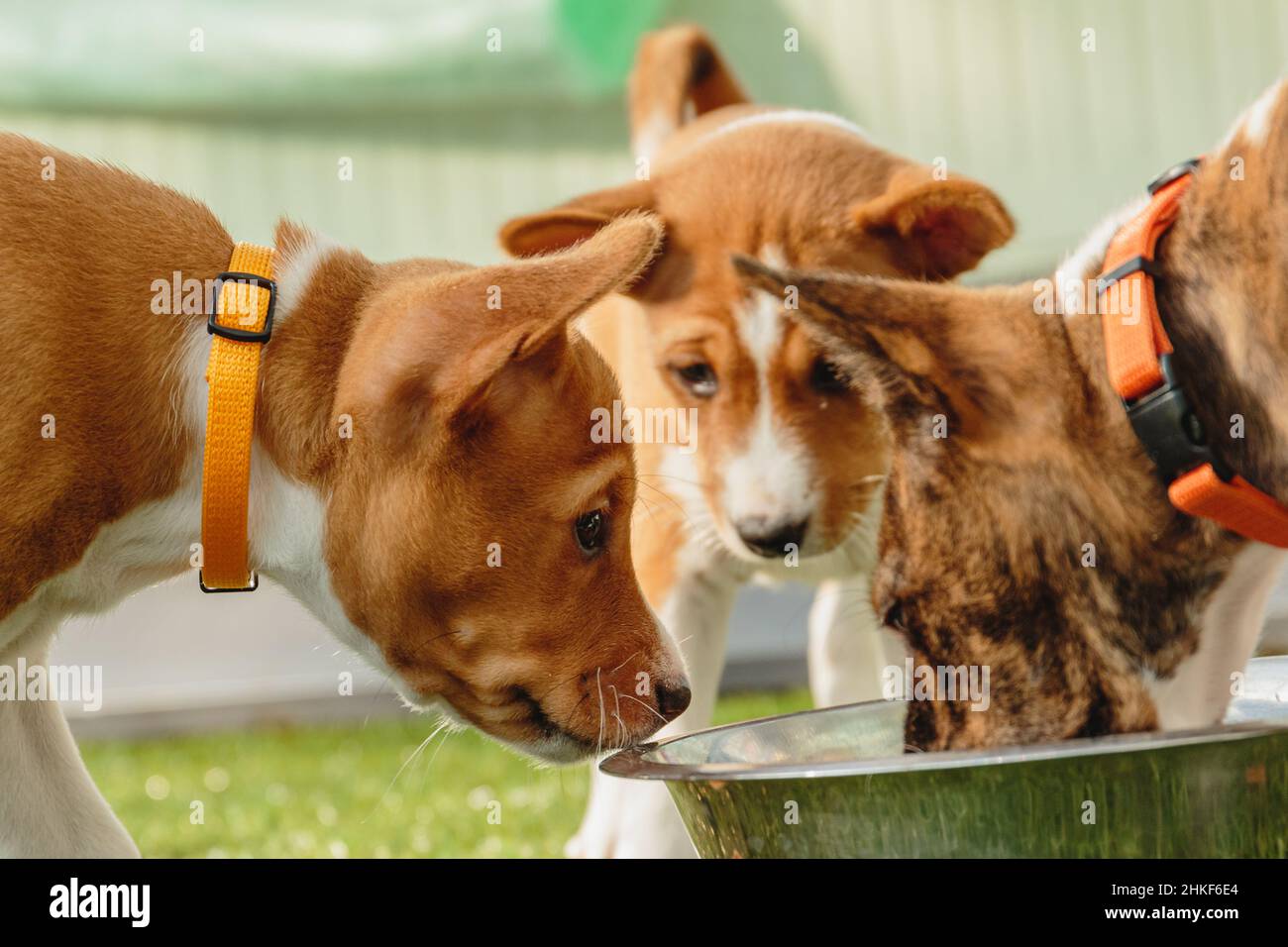 Basenji puppies eating together fresh food at home close up Stock Photo ...
