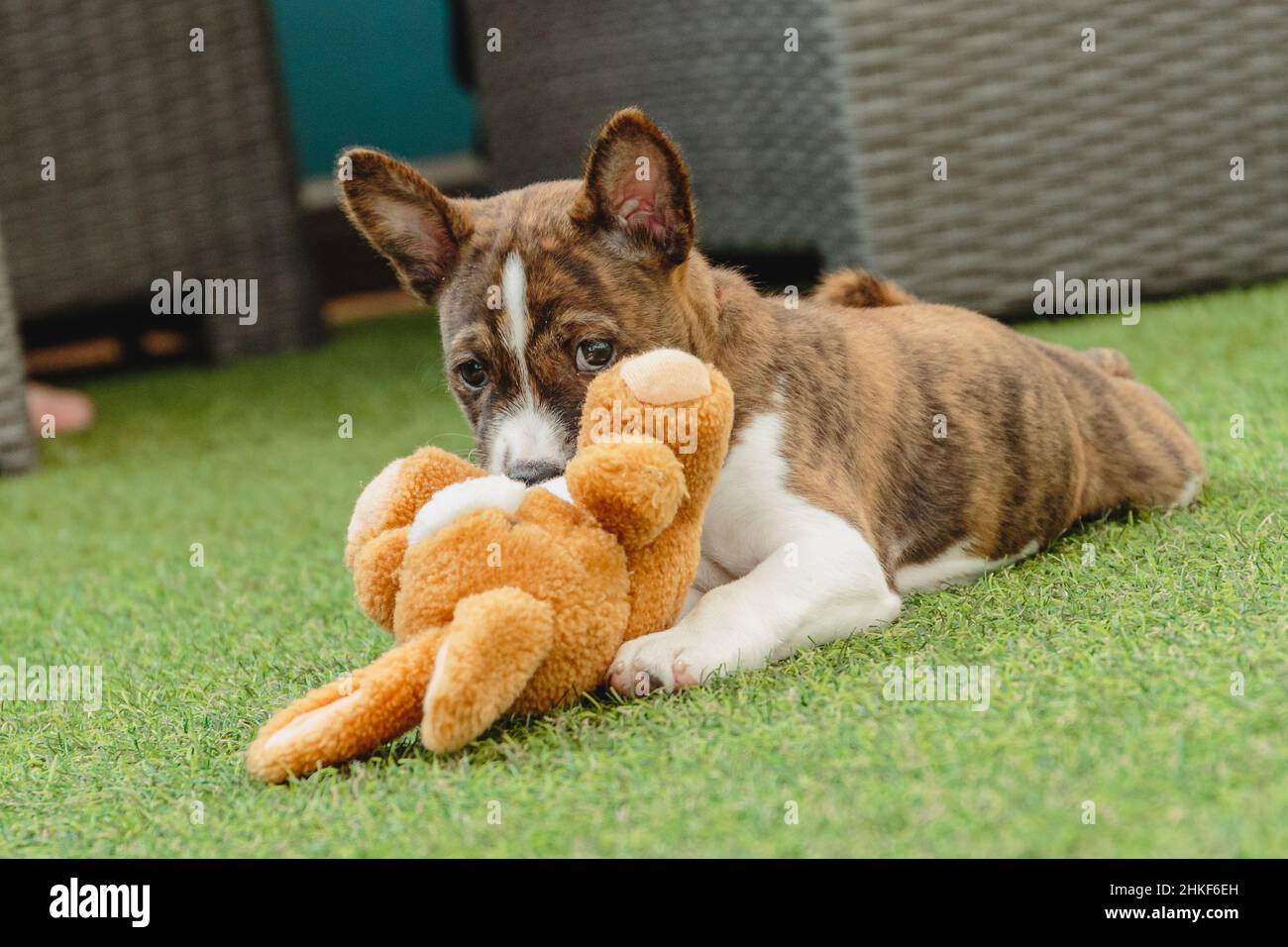 Basenji hi-res stock photography and images - Alamy
