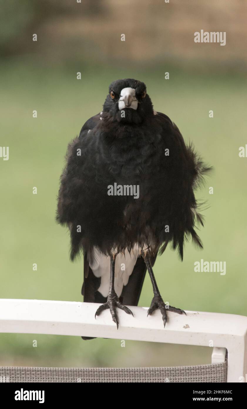 Juvenile Australian magpie, cracticus tibicen, perched on back of ...
