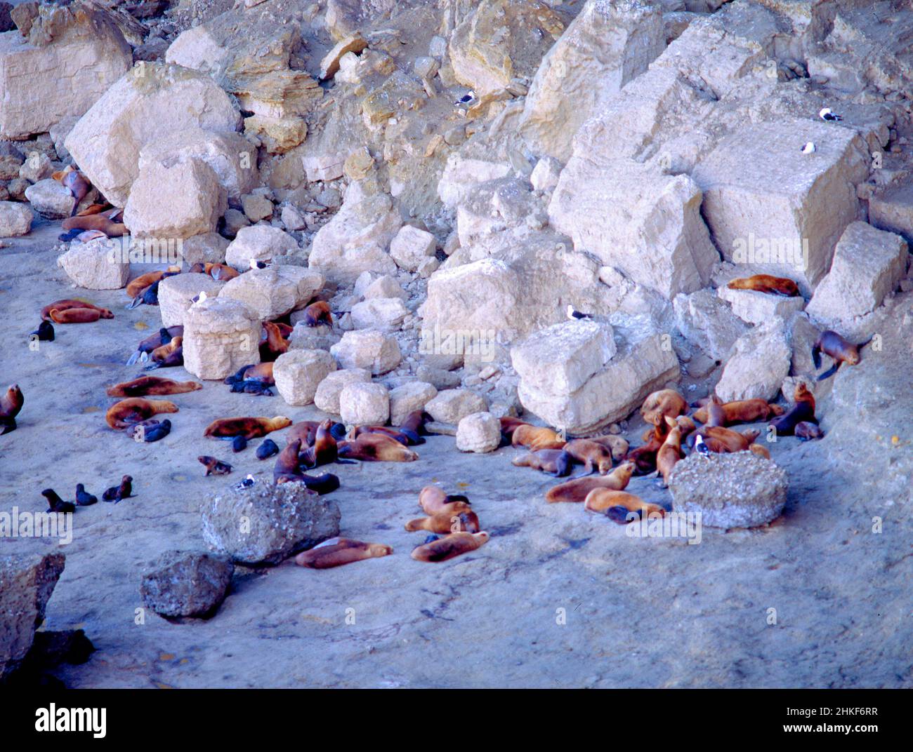 Playa Punta Lobos High Resolution Stock Photography and Images - Alamy