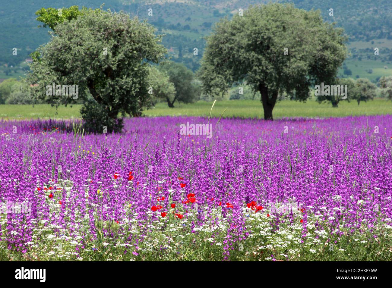Biodiversity in nature in spring. Various wildflowers Stock Photo - Alamy