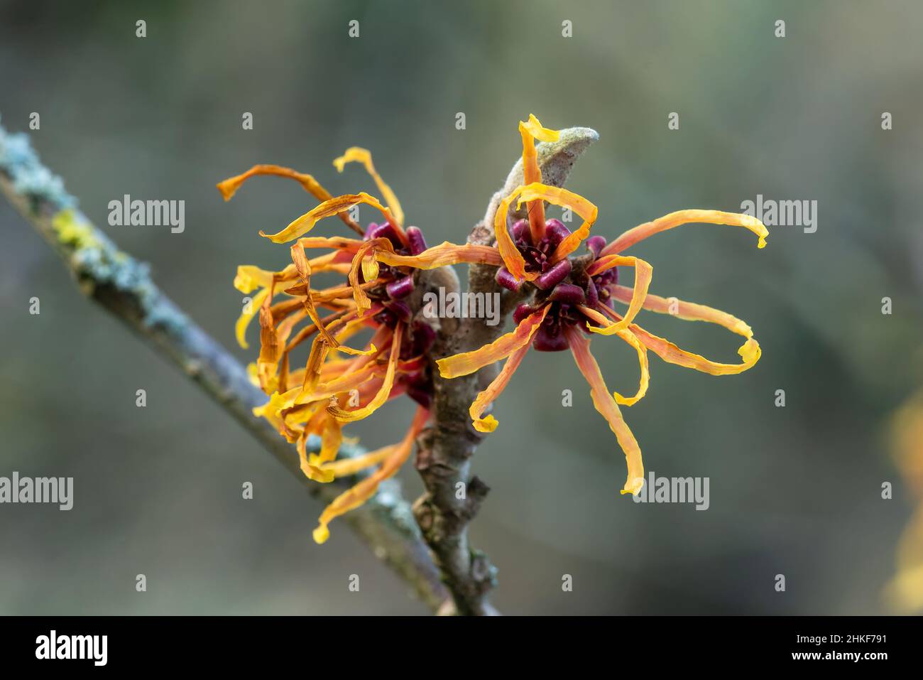 Hamamelis x Intermedia 'Jelena' (witch hazel) a winter spring flowering ...