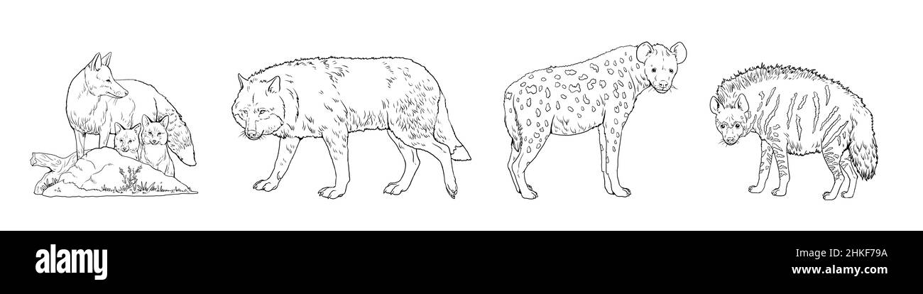 Wolf, fox, spotted hyena and striped hyena.Comparison of animals ...