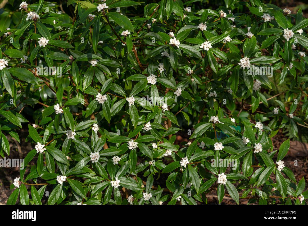 Daphne bholua 'Spring Herald' an evergreen winter and spring flowering ...