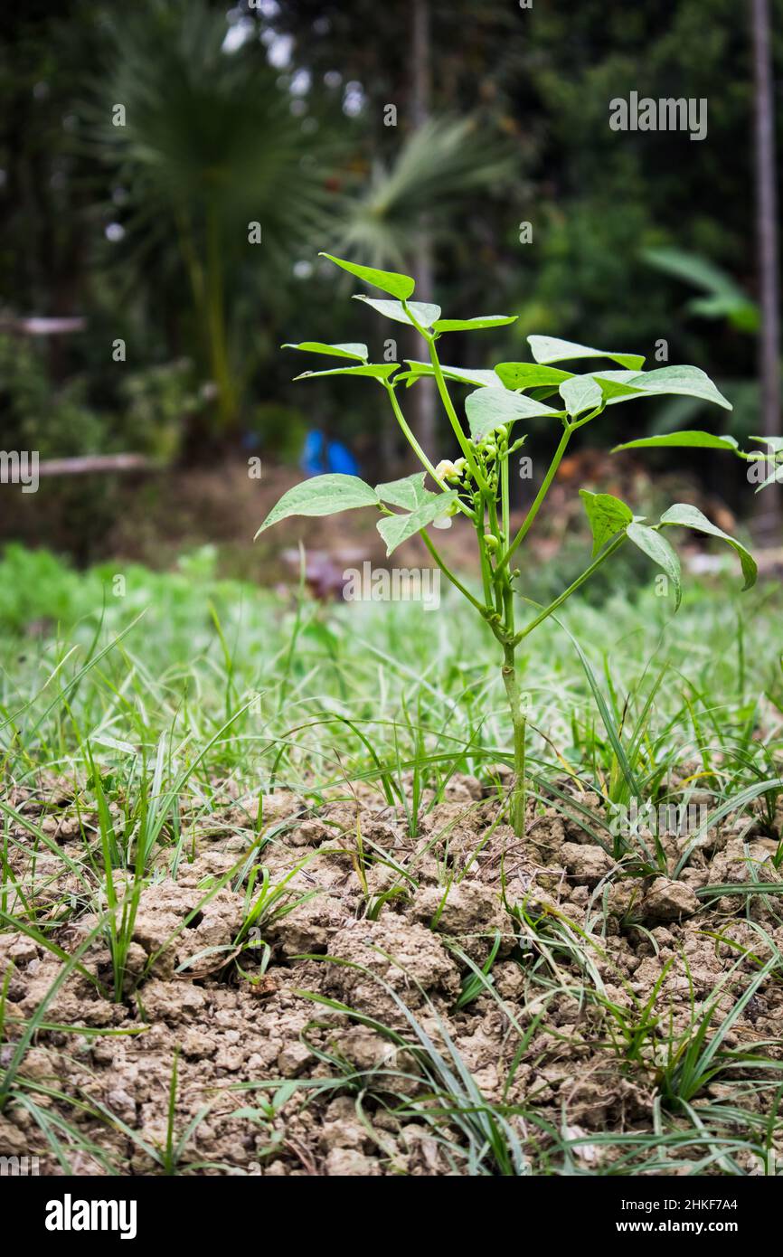 A single Beans plant in a farm Stock Photo - Alamy