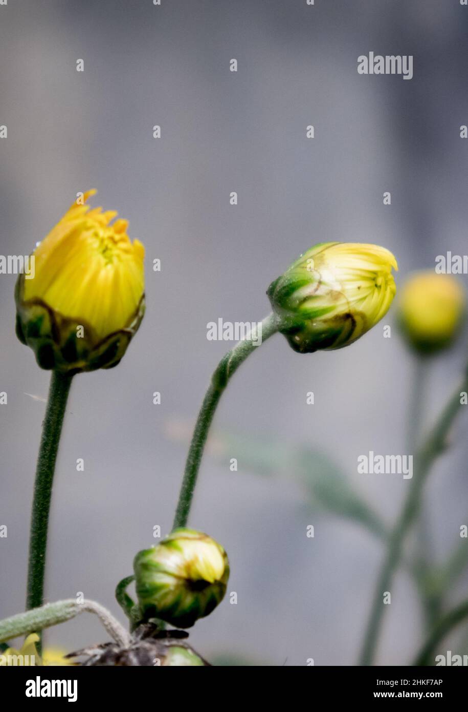 Chandramallika flower hi-res stock photography and images - Alamy