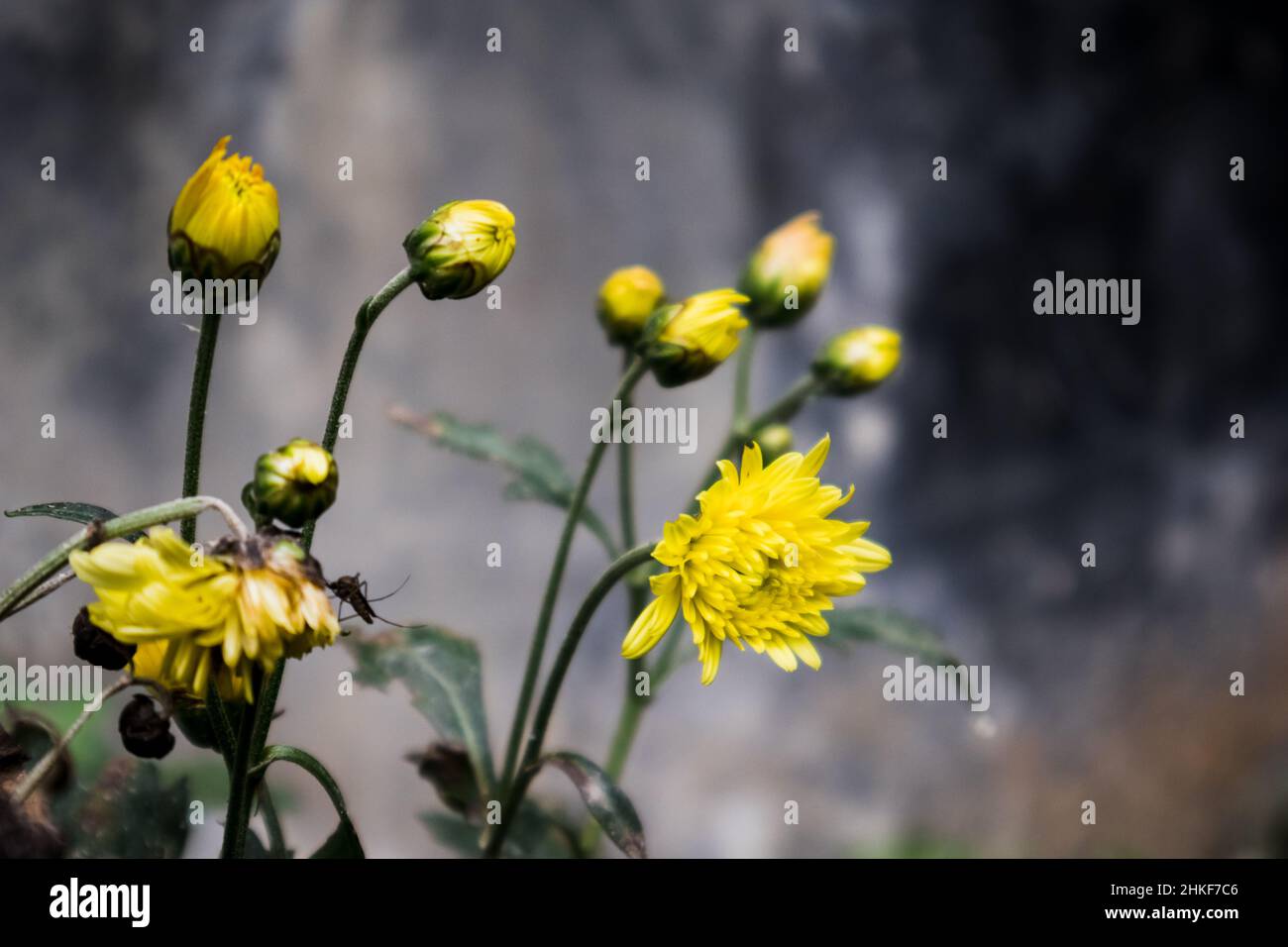 Photo of Chandramallika flower buds in a garden Stock Photo - Alamy