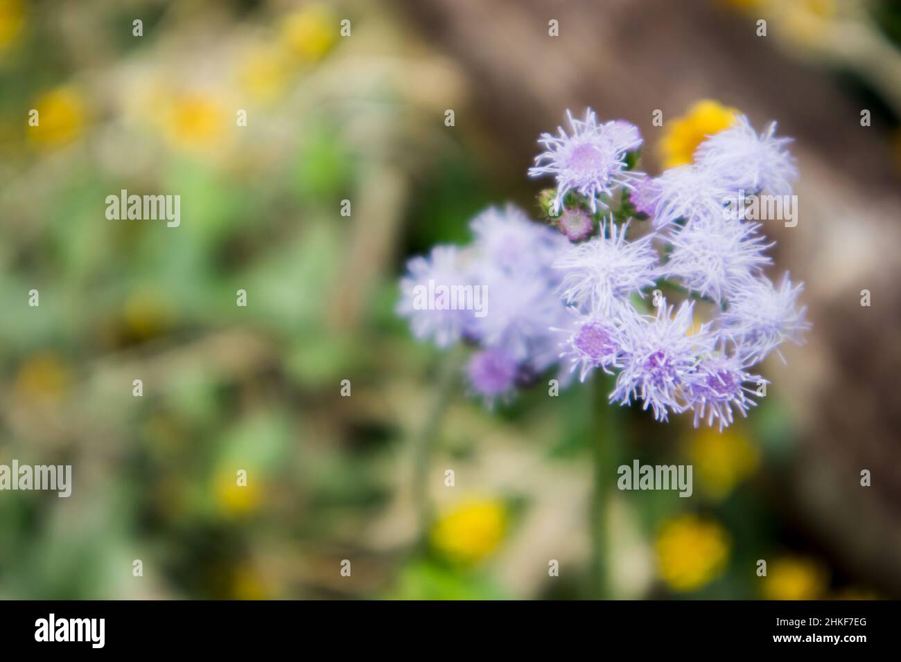 Some beautiful floss flower bush Stock Photo - Alamy