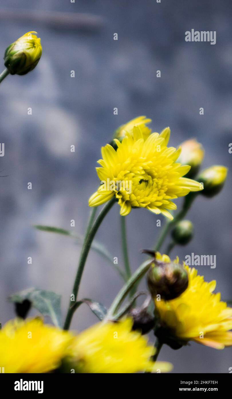 Chandramallika flower hi-res stock photography and images - Alamy