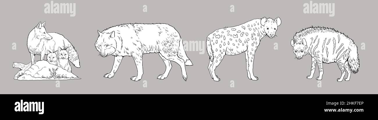 Wolf, fox, spotted hyena and striped hyena.Comparison of animals ...