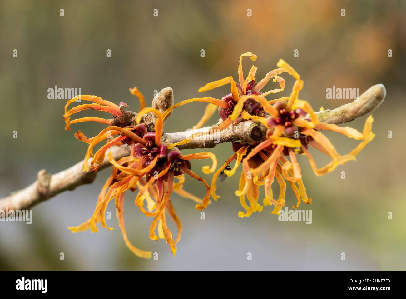 Hamamelis x Intermedia 'Jelena' (witch hazel) a winter spring flowering ...