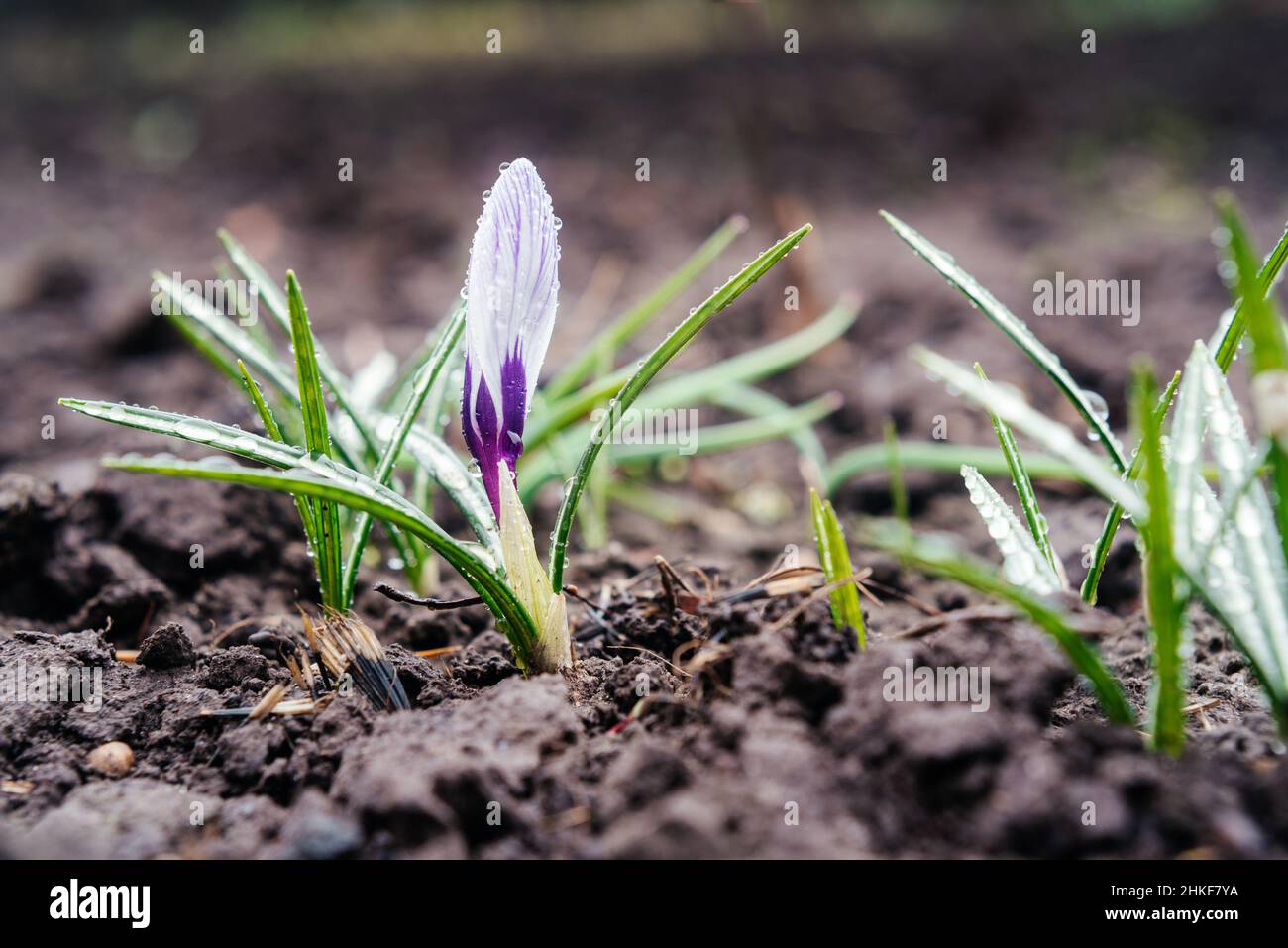 The bud of purple crocus in a spring garden Stock Photo - Alamy