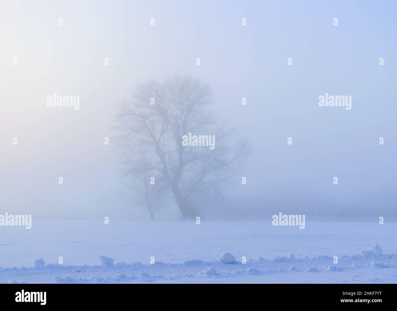 beautiful fog morning, sun through fog, silhouettes of trees and ...