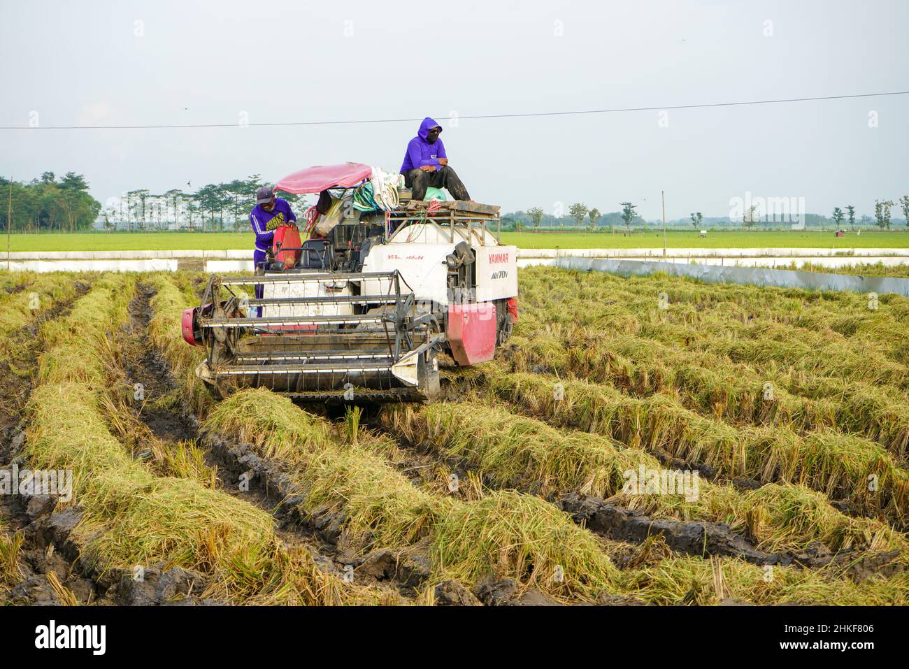 Pati, Indonesia - January, 2022 : Automatic rice harvester machine is ...