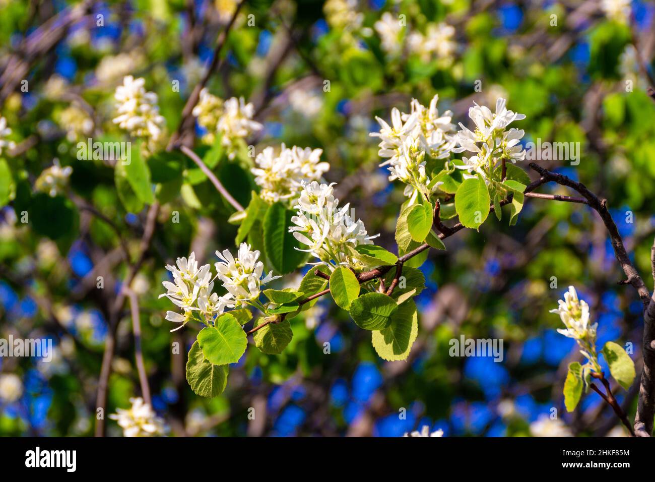 Amelanchier alnifolia hi-res stock photography and images - Alamy