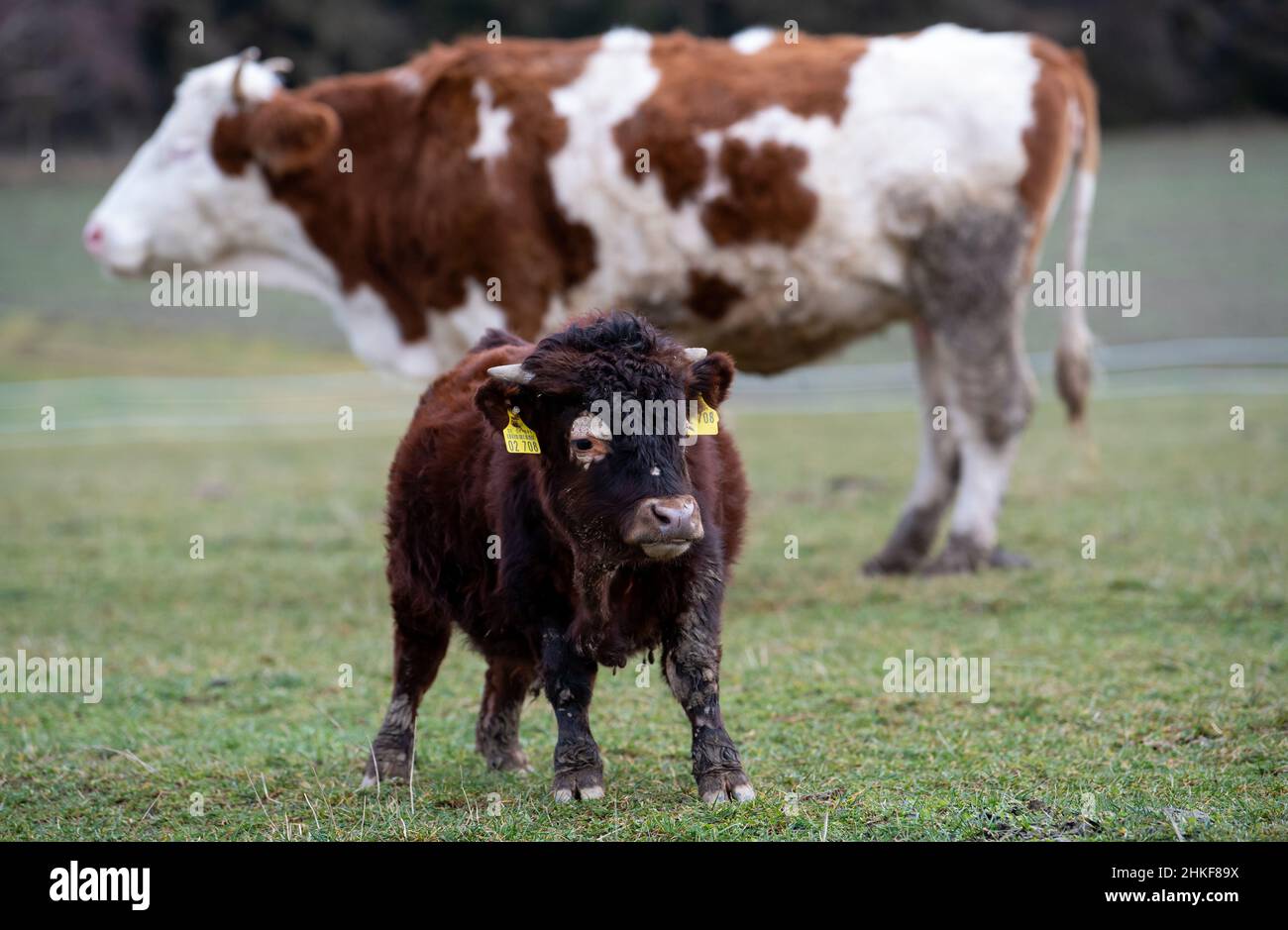 03 February 2022, Bavaria, Wörth: Napoleon (front), a bull of small ...