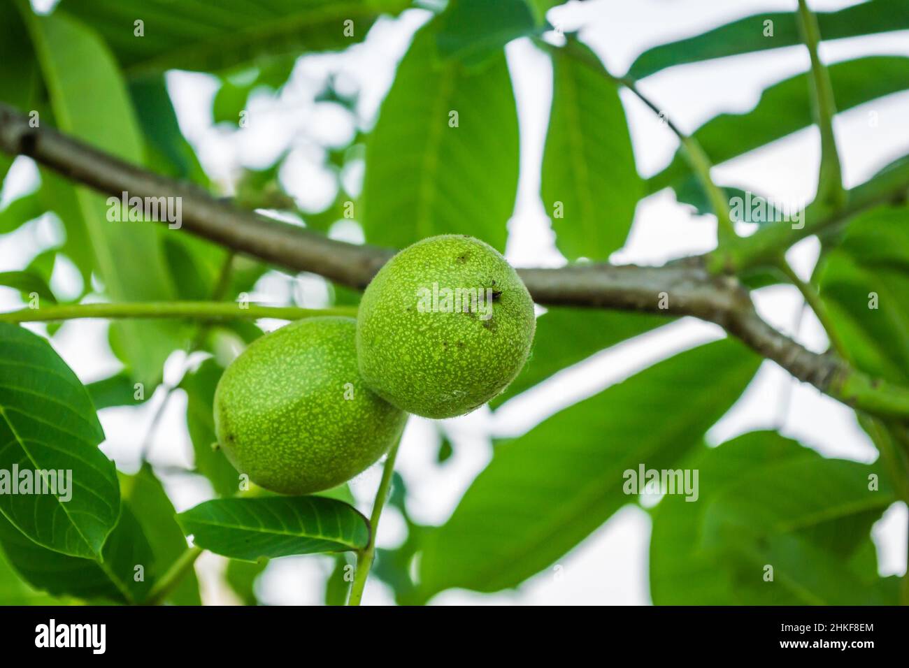 Green leaves and unripe walnut. Fruits of a walnut Stock Photo - Alamy