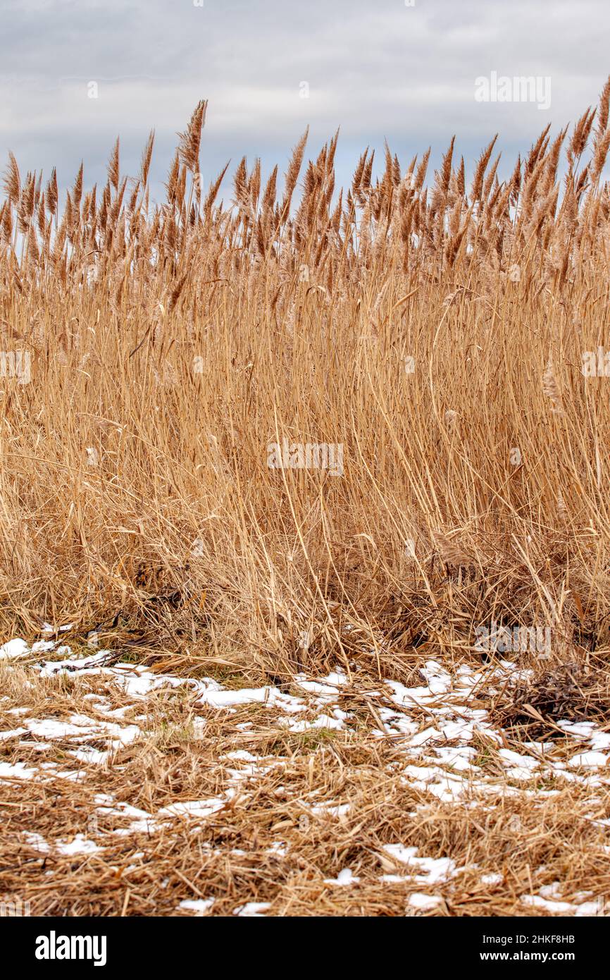 Dry reeds with remnants of snow. The stems are curved to the right ...