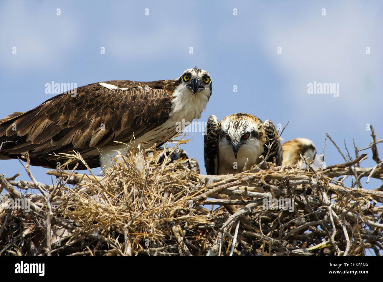An adult and juvenile osprey, Pandion haliaetus, on their nest Stock ...