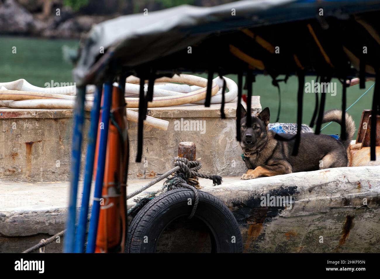 Dog resting on the pier Stock Photo - Alamy