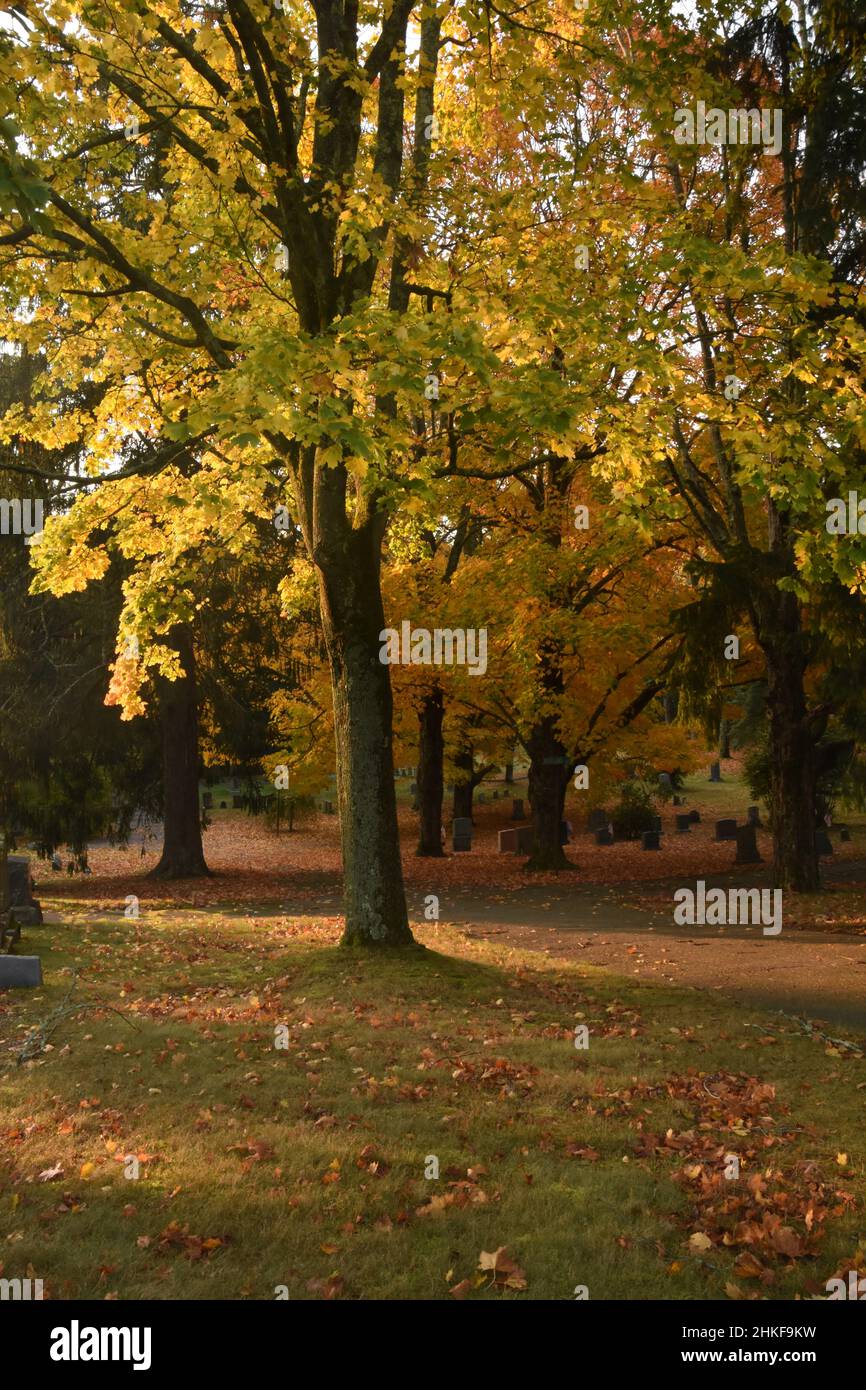 Beautiful fall foliage on trees in a cemetery in New England Stock ...