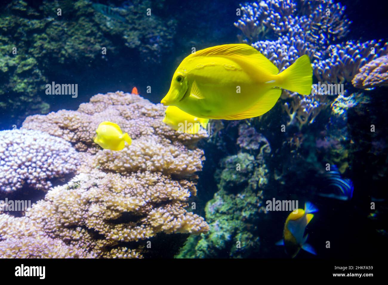 Close up view of a yellow tang fish swimming in ocean Stock Photo - Alamy