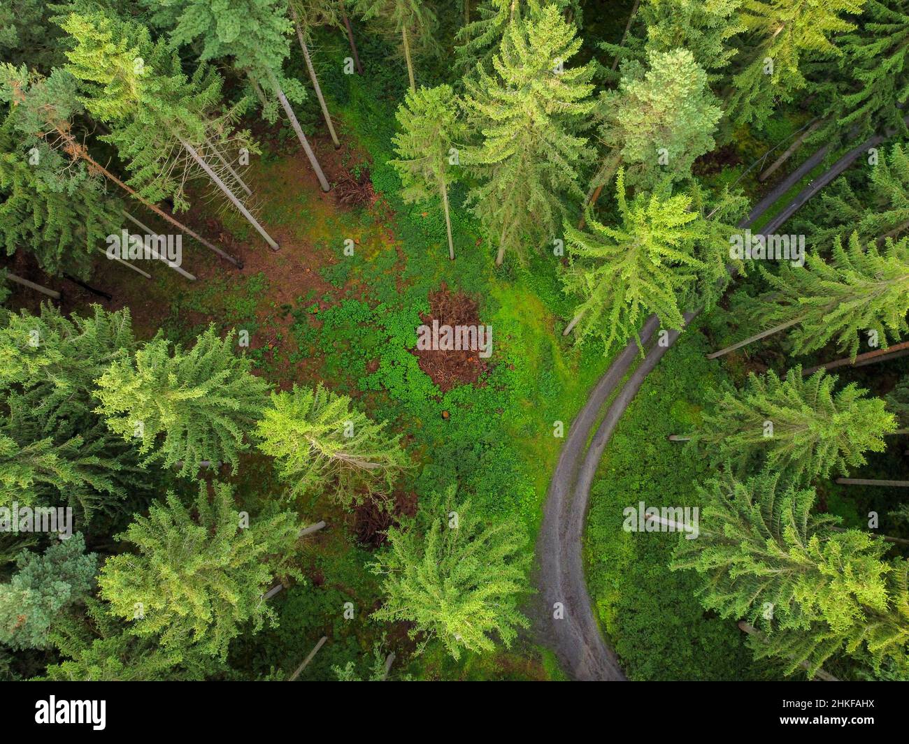 Nature forest from above with road Stock Photo - Alamy