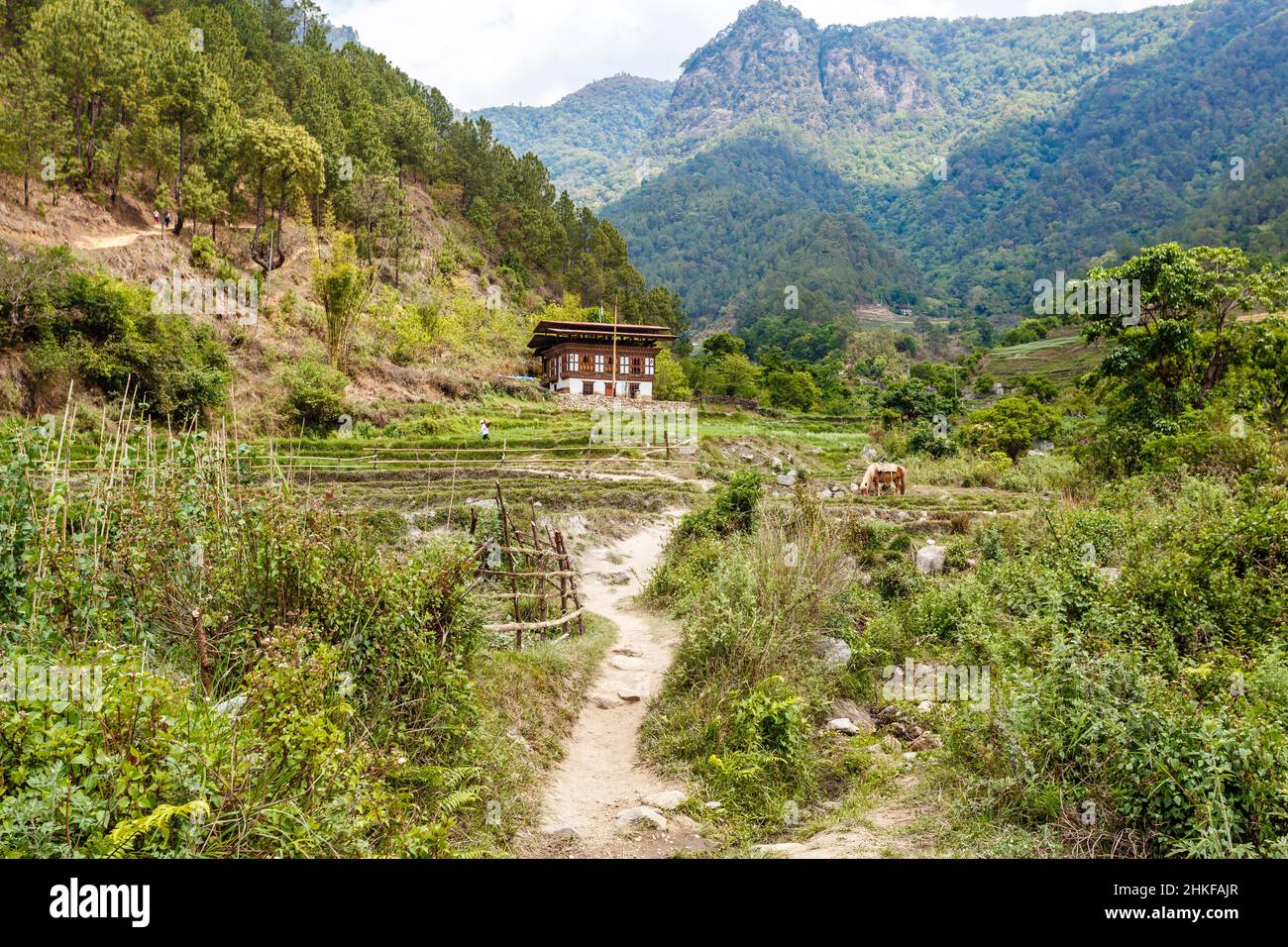 Rural scenery with rice fields in a valley near Punakha in Central ...