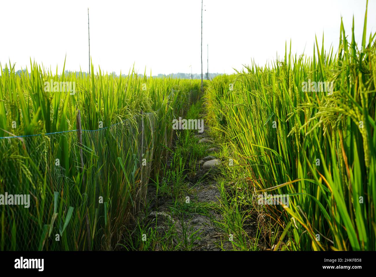 Rice field crop pest hi-res stock photography and images - Alamy