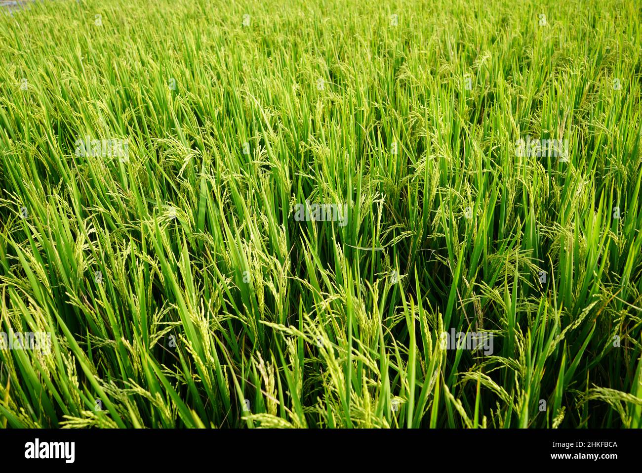 Lush and green rice field in countryside in tropical country. Pati ...