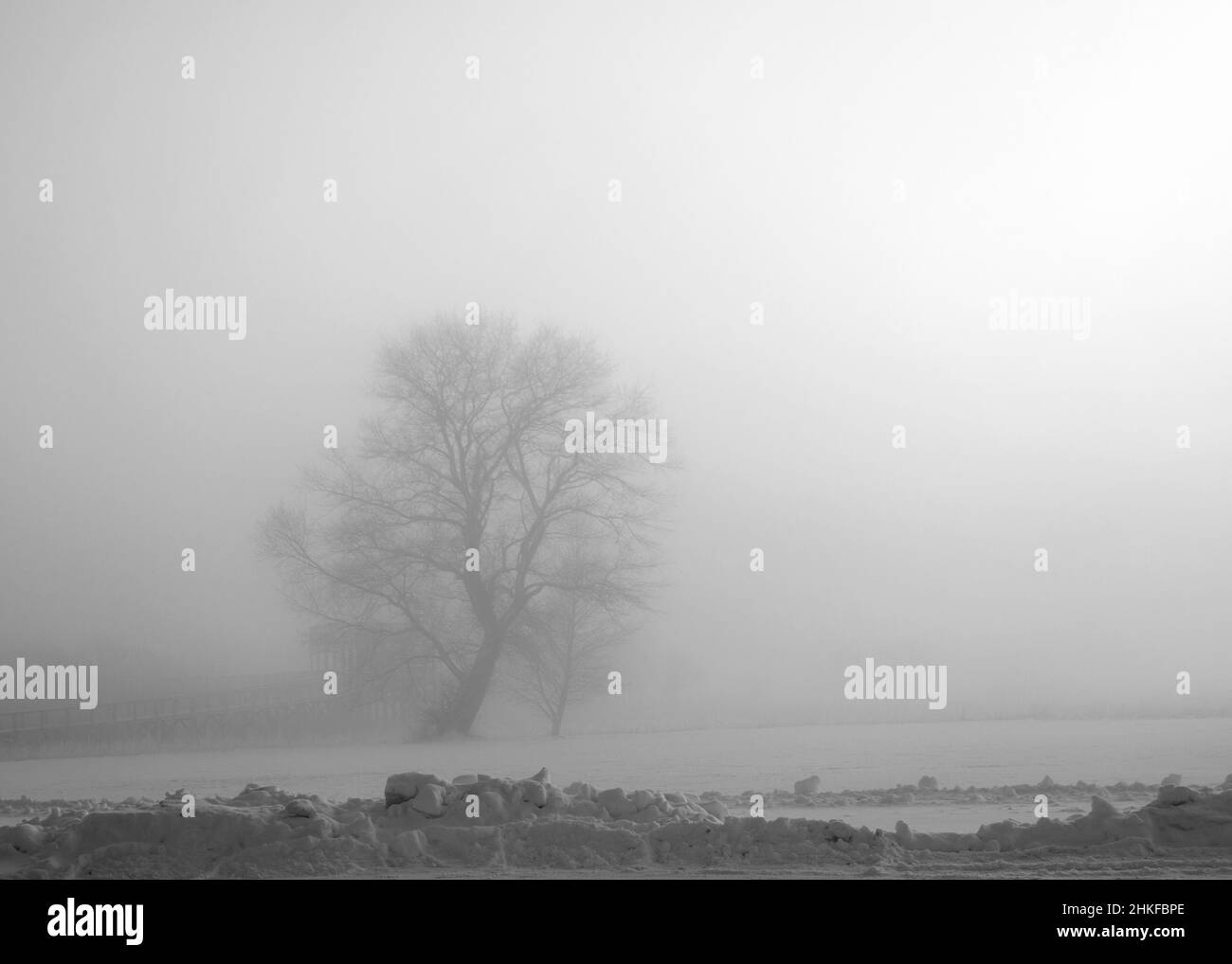 fog landscape with a lonely tree, white fog covers the ground on a cold ...