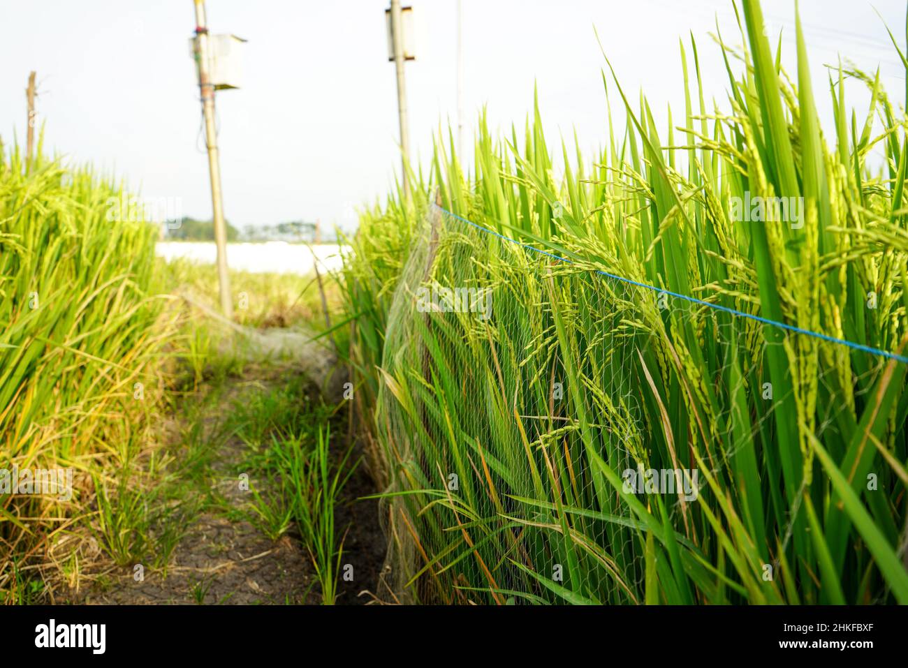 Green rice fields protected with netting so that they are not eaten or ...