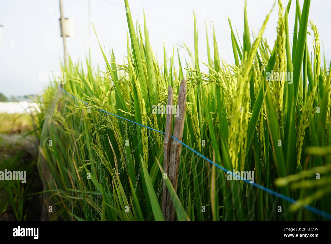 Green rice fields protected with netting so that they are not eaten or ...