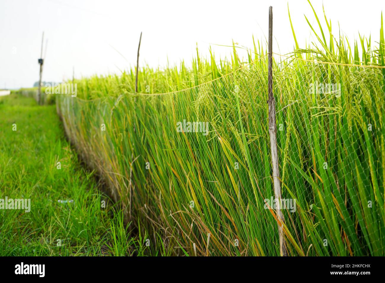 Green rice fields protected with netting so that they are not eaten or ...