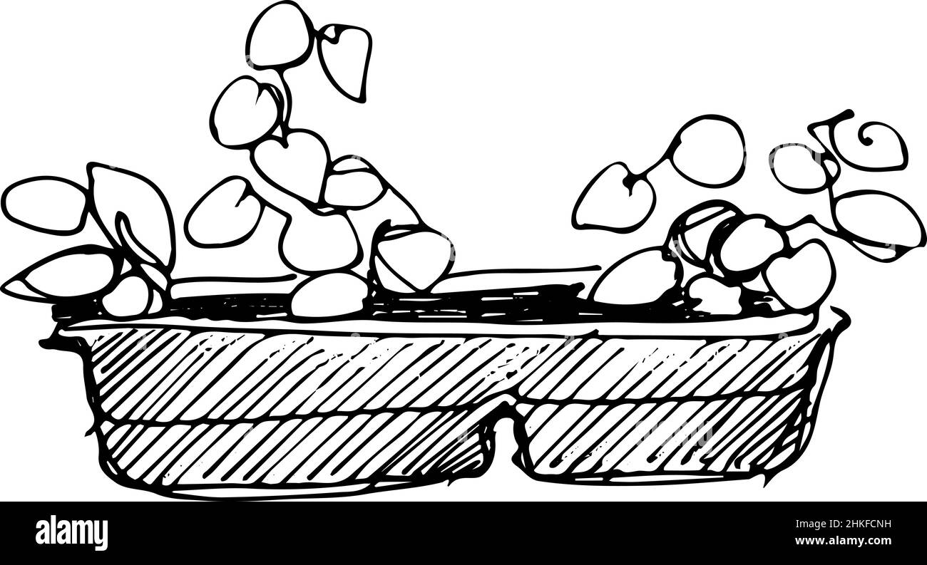 black and white sketch flower room in a flowerpot Stock Photo - Alamy