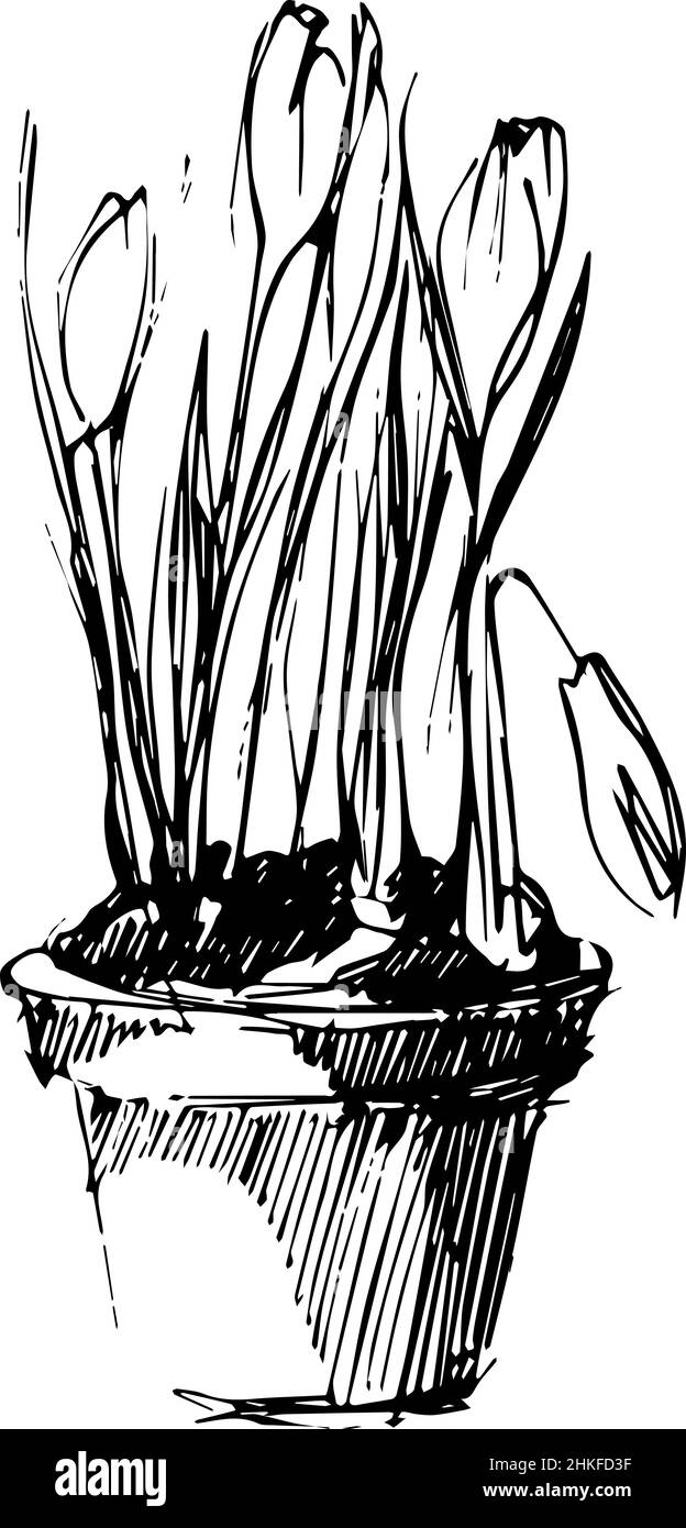 Clay white pot flower Black and White Stock Photos & Images - Alamy