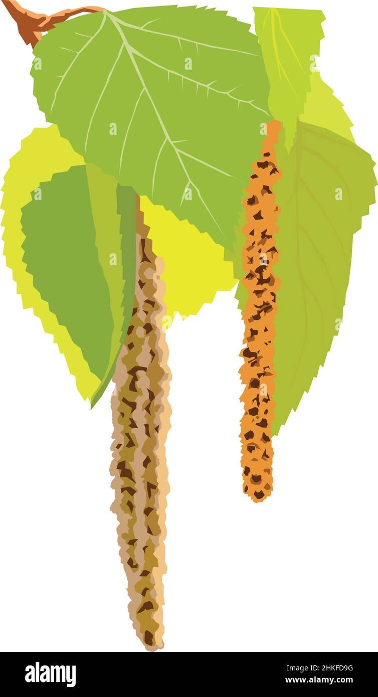 a vector image of a green tree leaves Stock Photo - Alamy