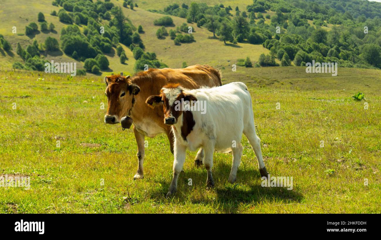 Fattened cows hi-res stock photography and images - Alamy