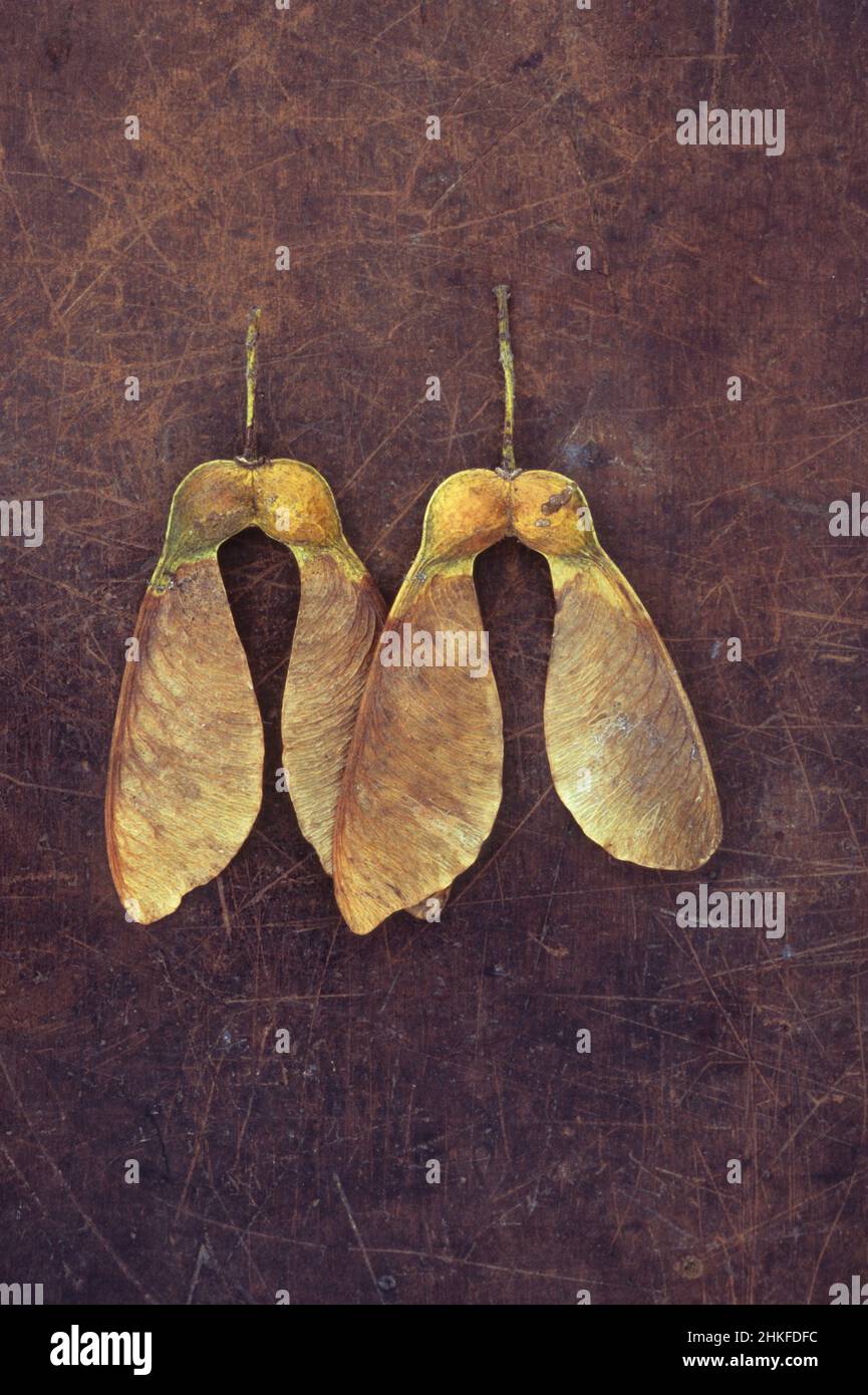 Two sycamore seeds hi-res stock photography and images - Alamy
