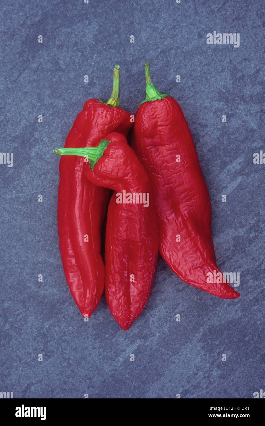 Three bright red sweet pointed peppers beginning to wrinkle with age ...