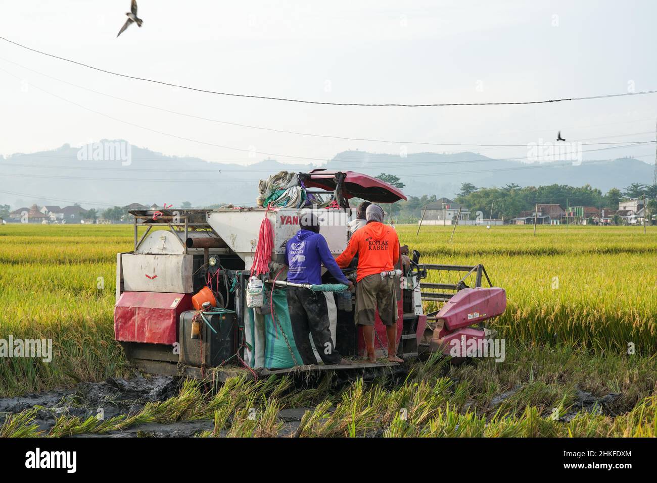 Pati, Indonesia - January, 2022 : Automatic rice harvester machine is ...