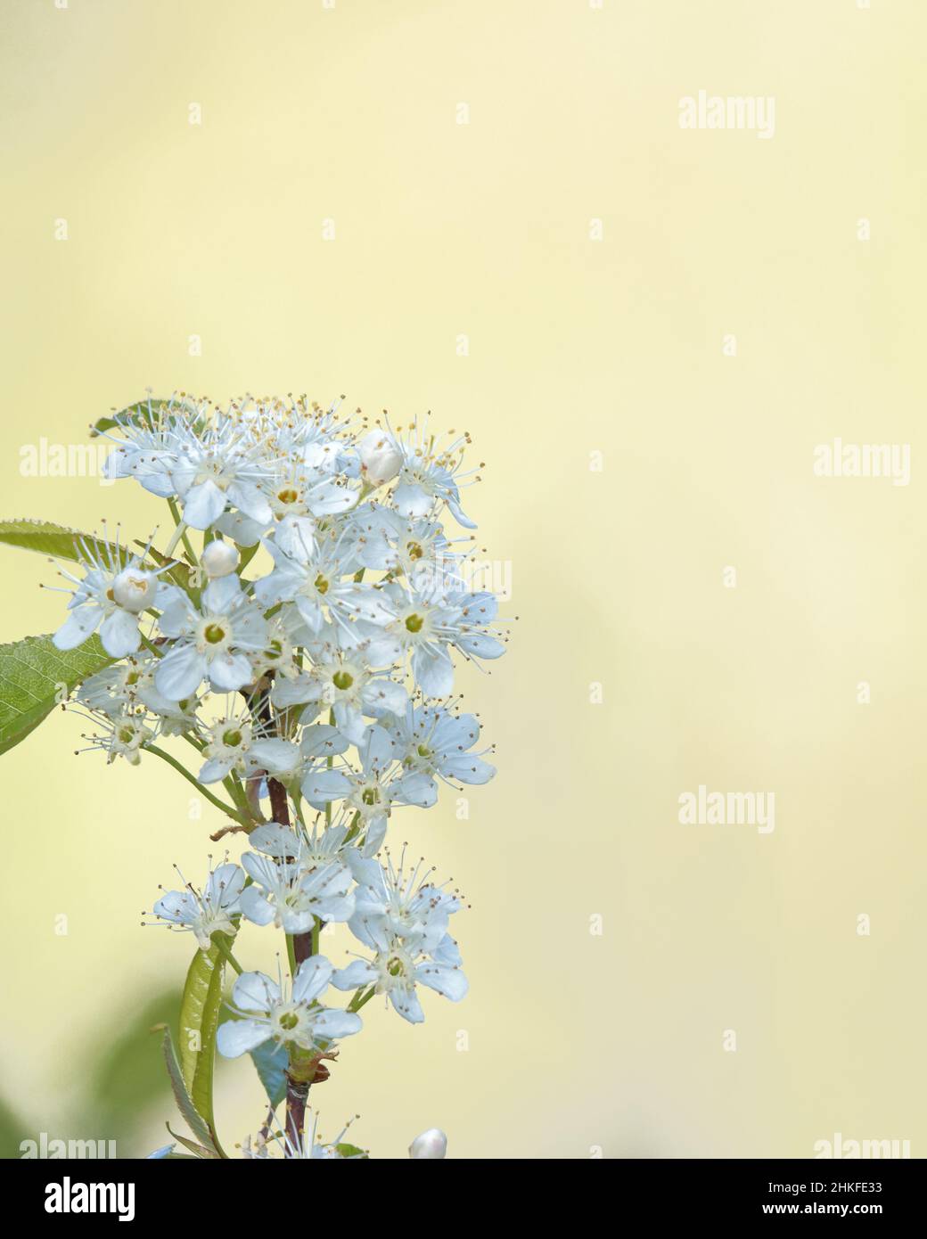 Prunus pensylvanica pin cherry hi-res stock photography and images - Alamy