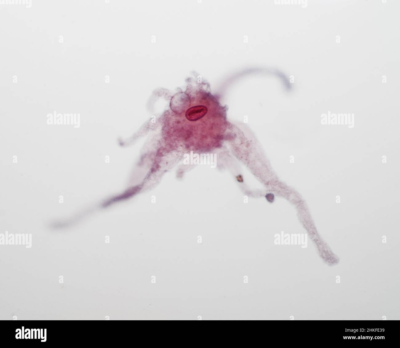 Amoeba microscope hi-res stock photography and images - Alamy