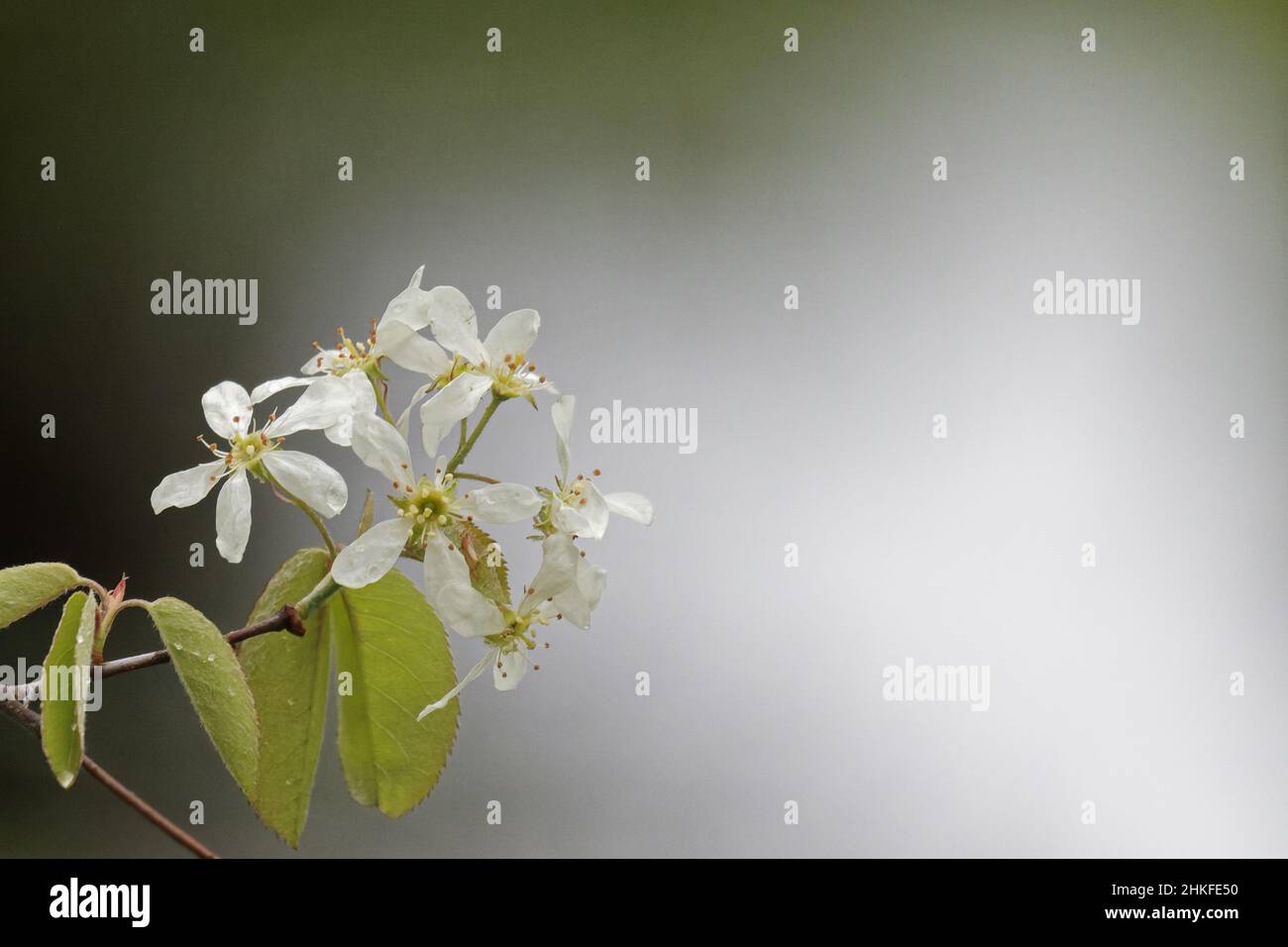 Pin cherry tree hi-res stock photography and images - Alamy