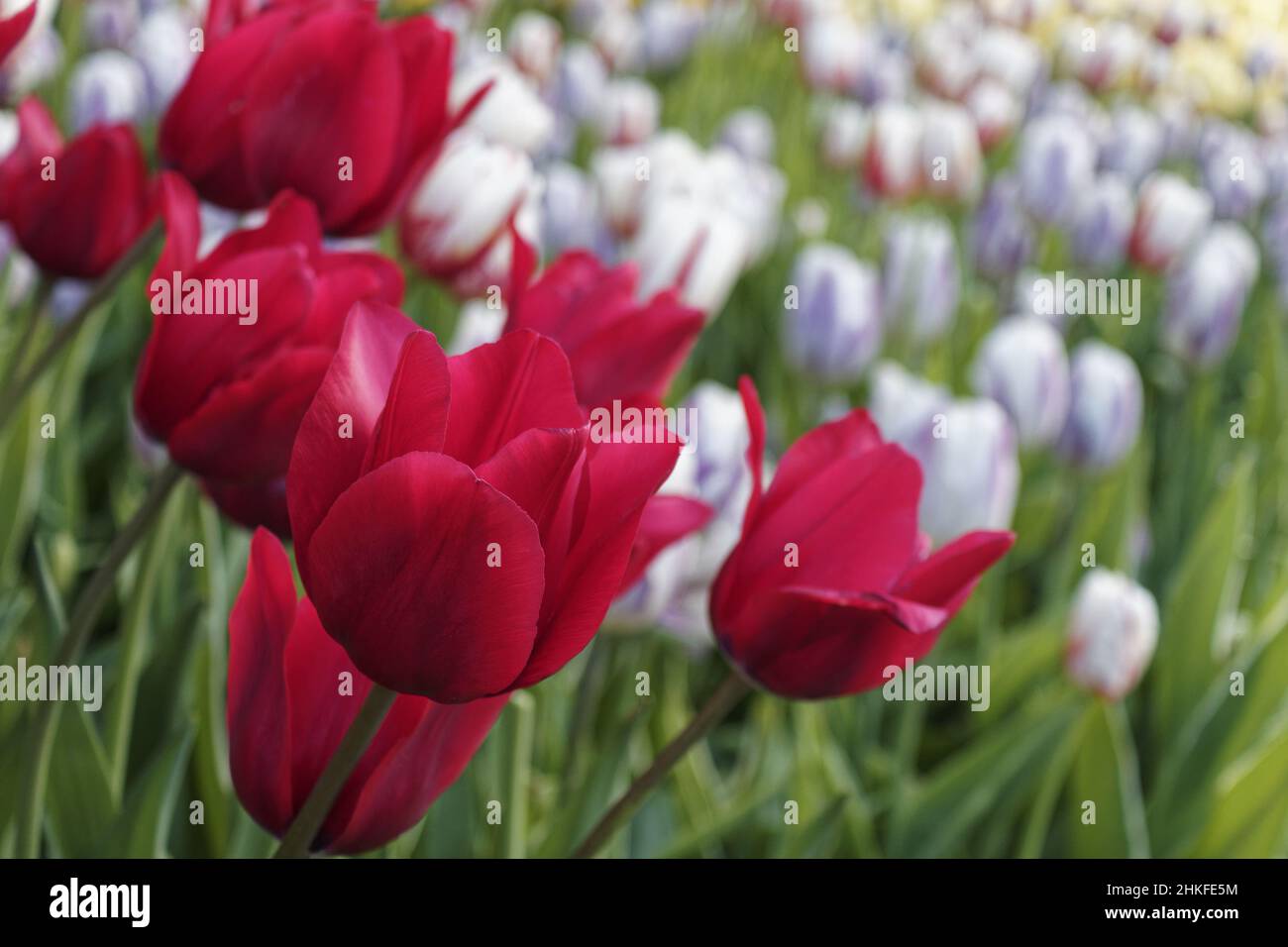 Colorful tulips blooming in spring Stock Photo - Alamy