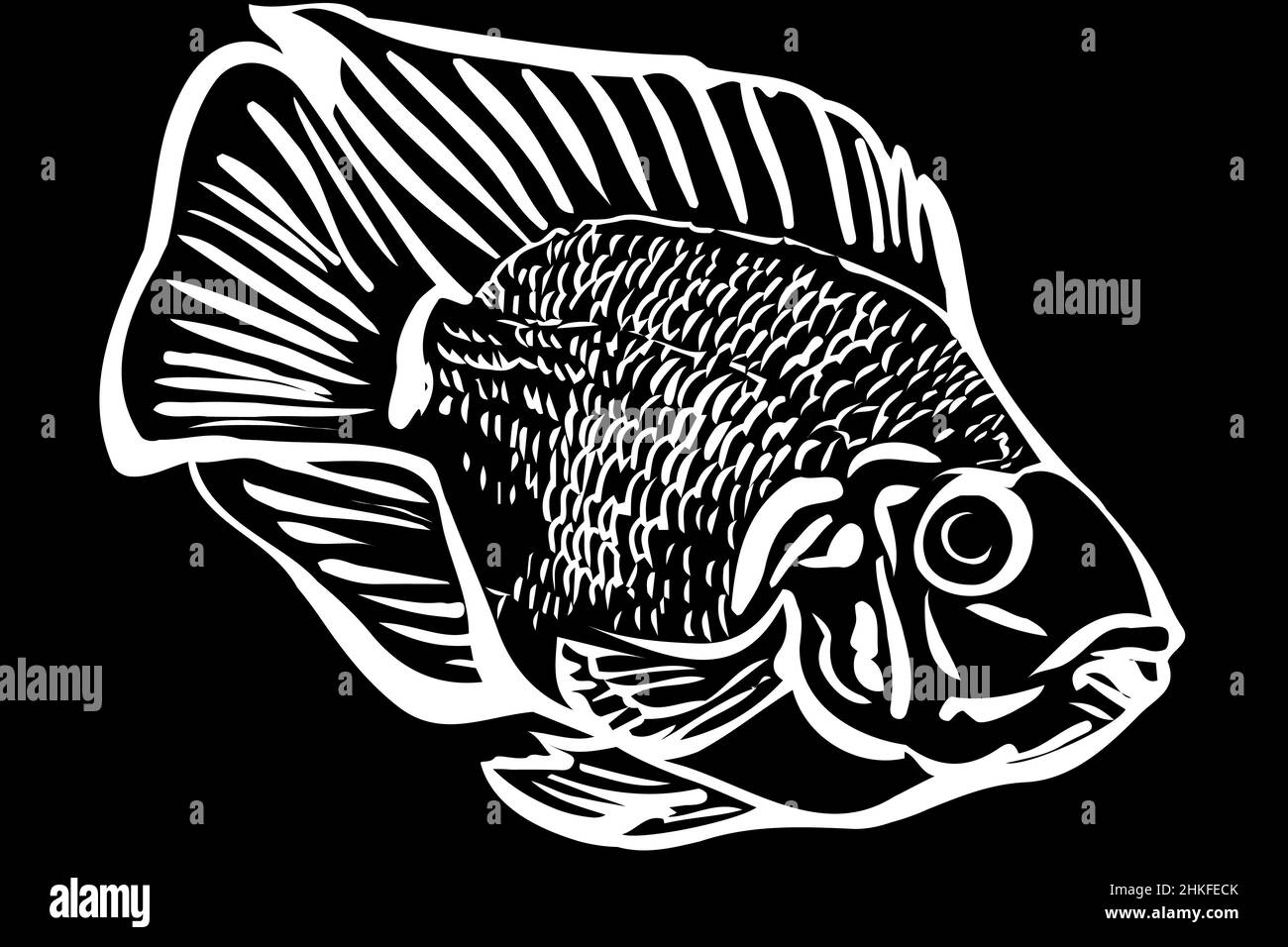 black and white vector outline beautiful aquarium fish parrot Stock ...