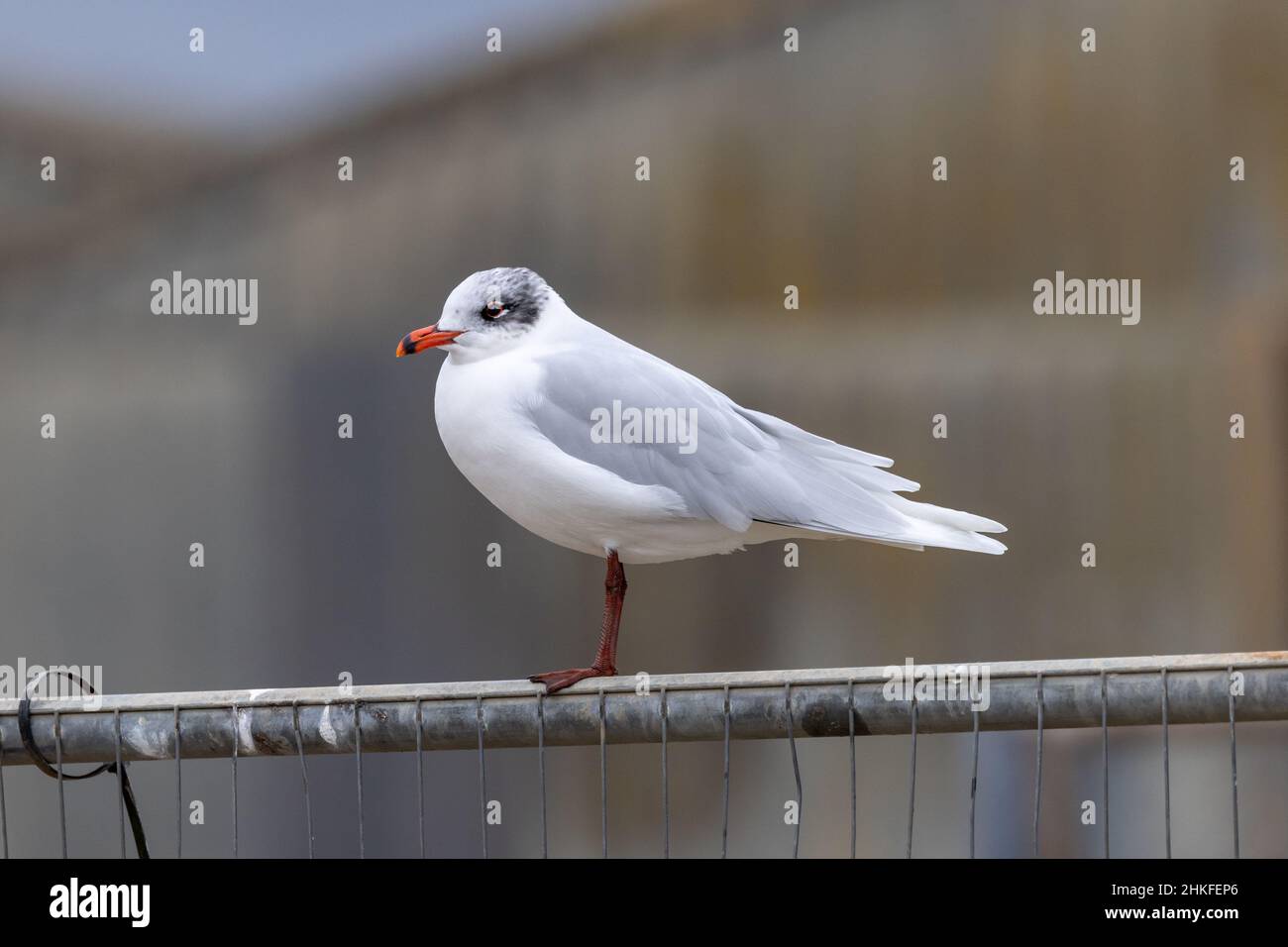 Mediterranean Gull (Ichthyaetus melanocephalus) - adult bird in winter ...