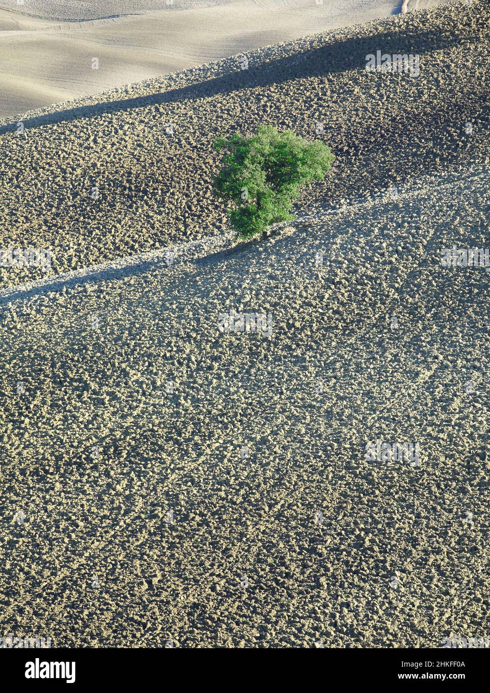furrowed field with single tree, autumn, Crete, Tuscany, Italy ...