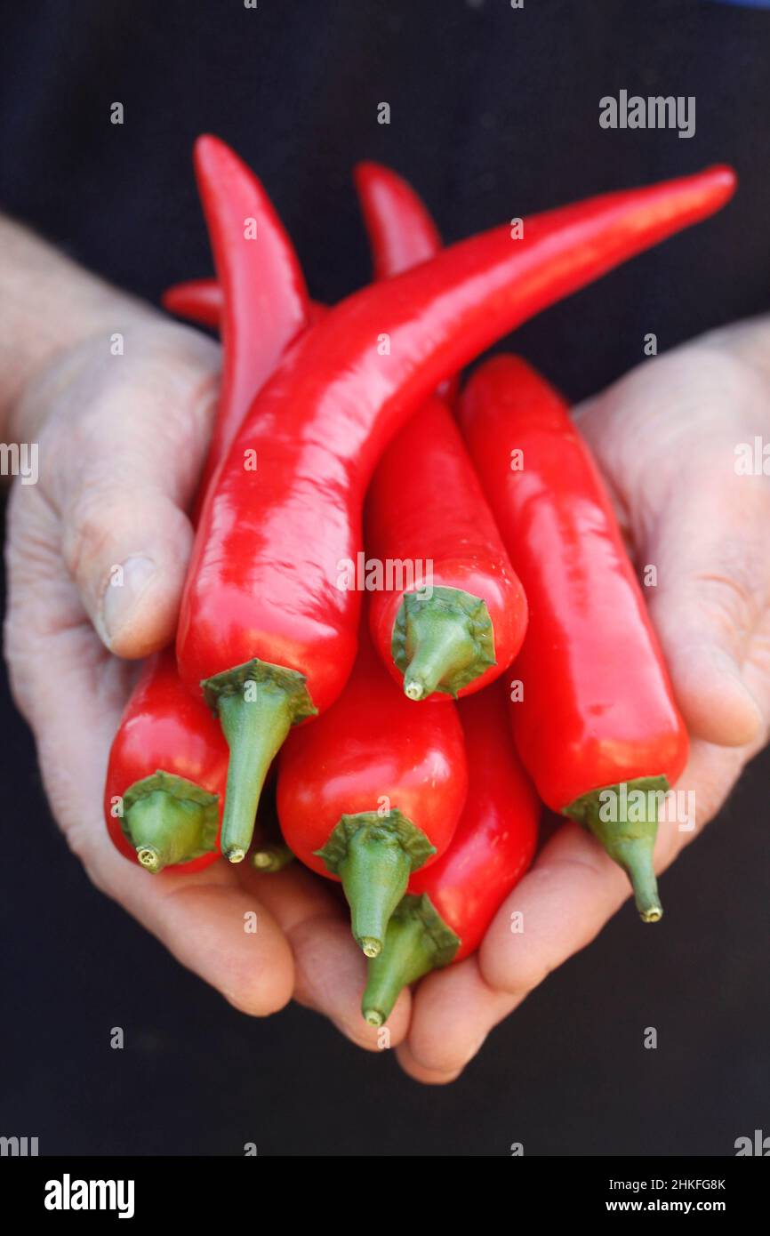 Chilli farming hi-res stock photography and images - Alamy