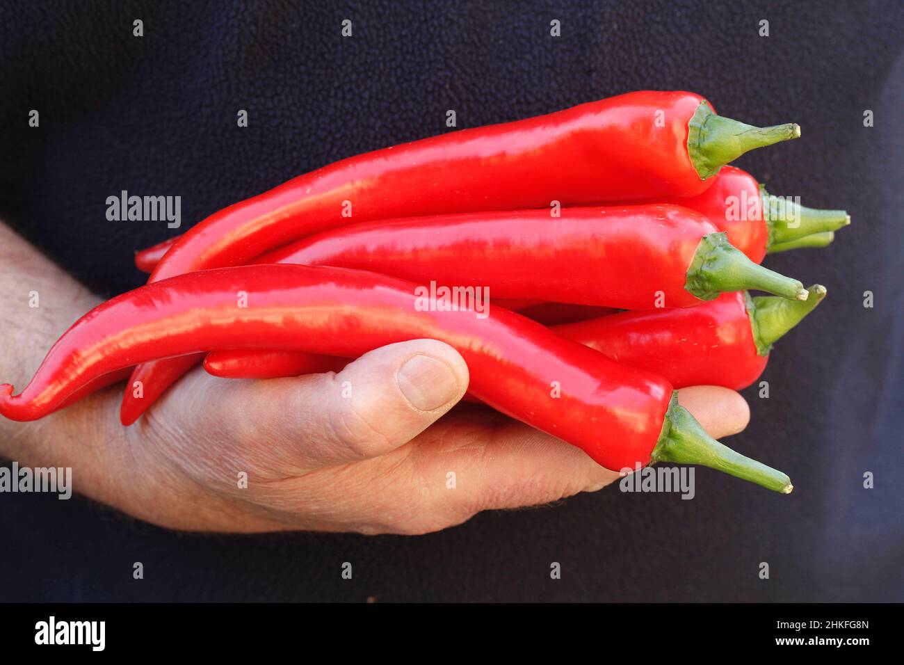 Chilli farming hi-res stock photography and images - Alamy